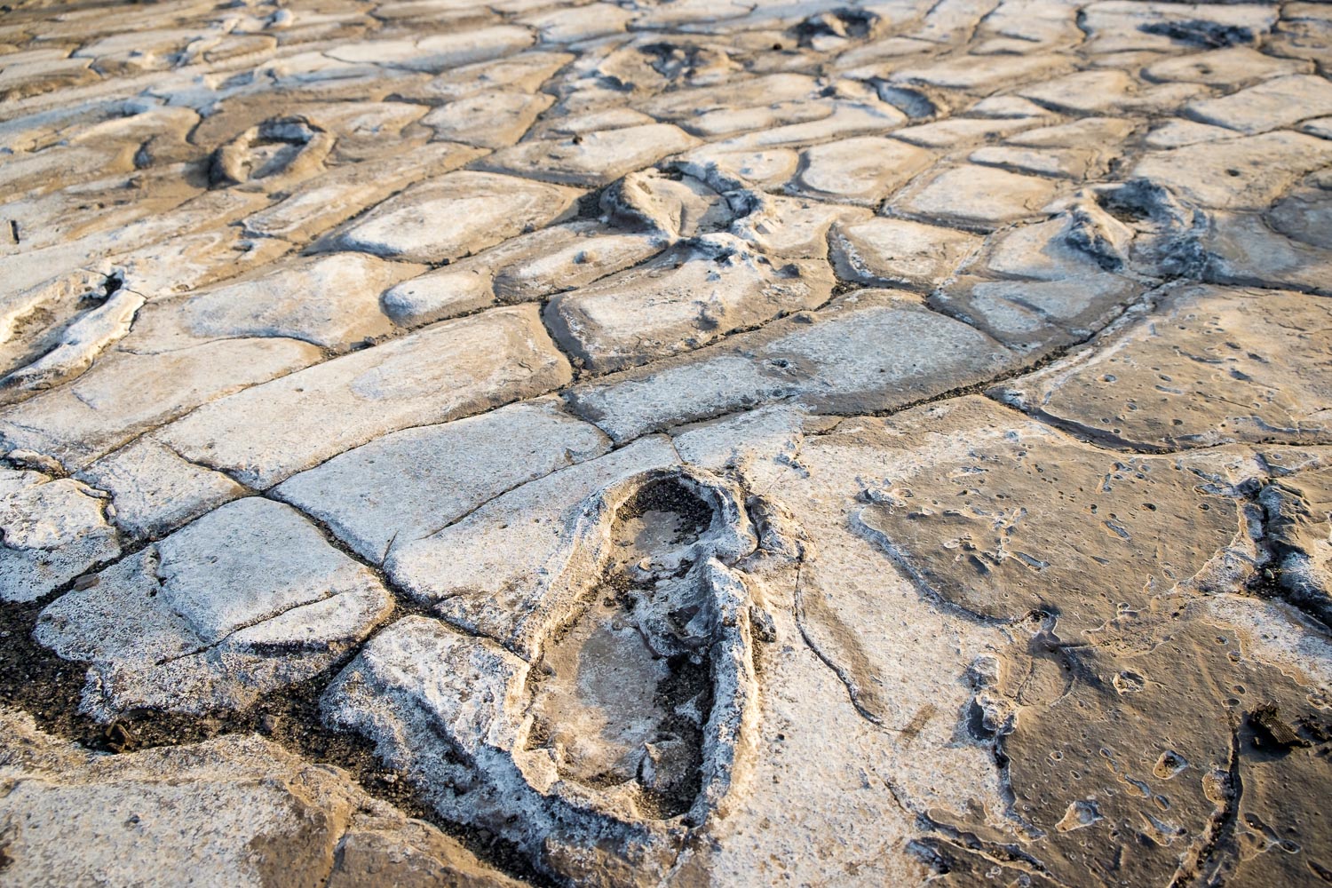 Notes from Lake Natron: Flamingos, Infrared, and Footprints – Dave ...